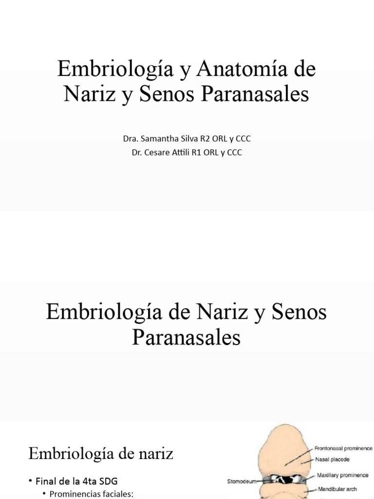 Embriologia y Anatomia de Nariz Completa | PDF | Nariz humana | Anatomía
