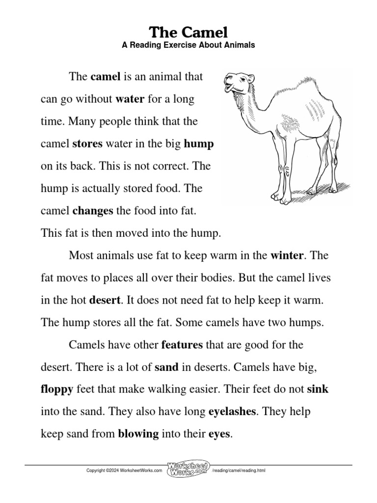 Camel Adaptations in the Desert | PDF