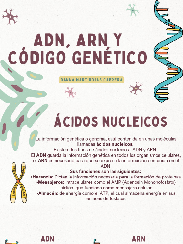ADN, ARN y su Función en la Genética | PDF | Traducción (biología) | Rna
