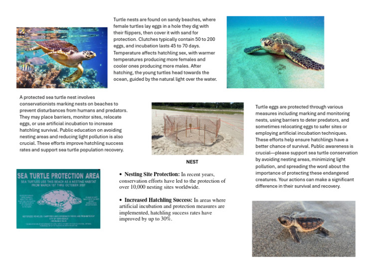 TURTLE | PDF | Sea Turtle | Turtle