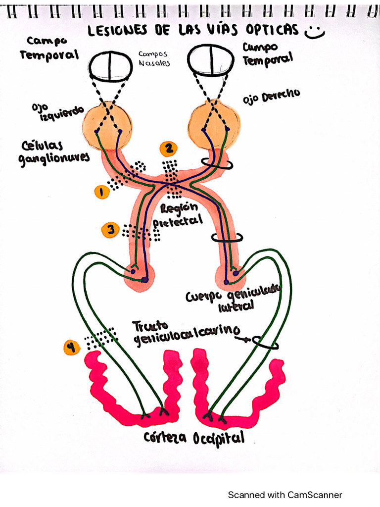 Anatomía de La Vía Óptica y Patología | PDF