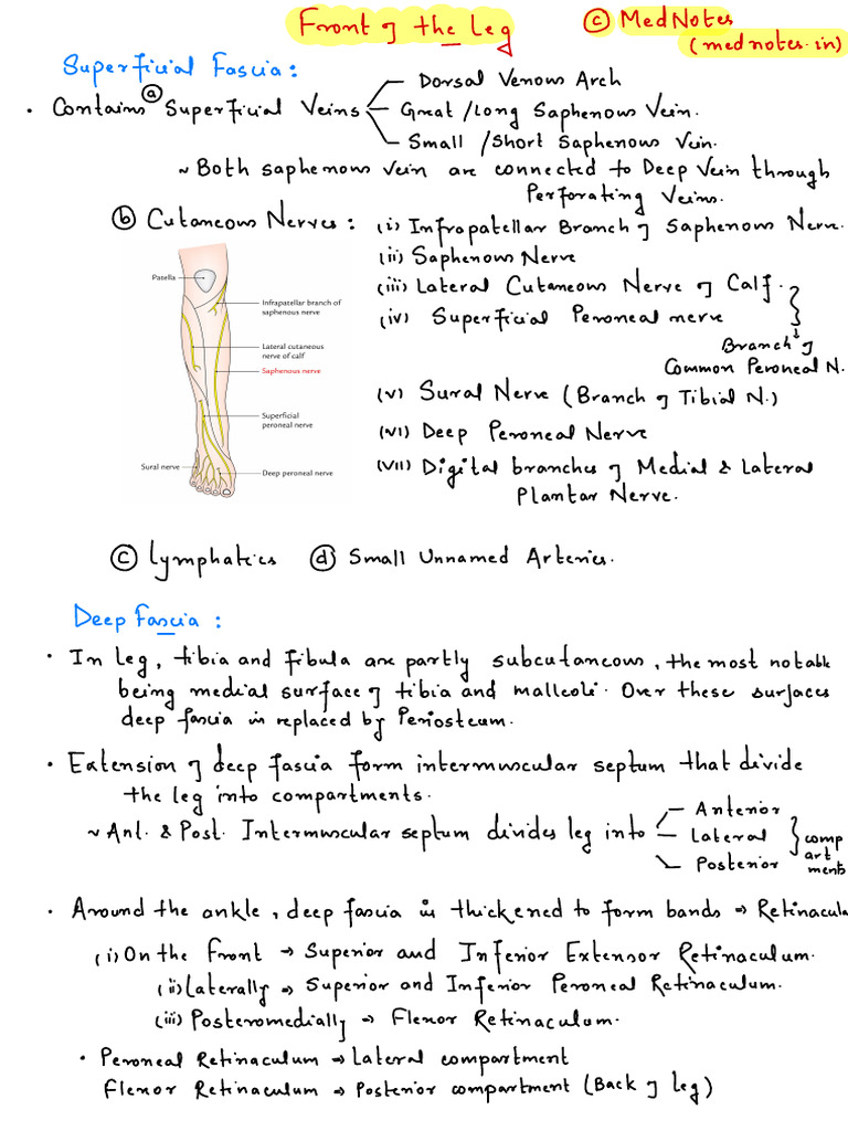Front of The Leg | PDF | Human Leg | Ankle
