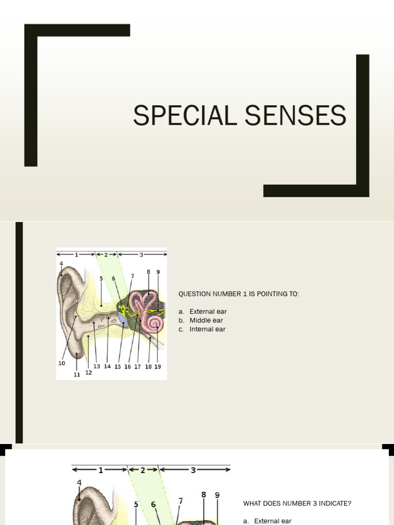 Special Senses 2021 | PDF | Ear | Senses