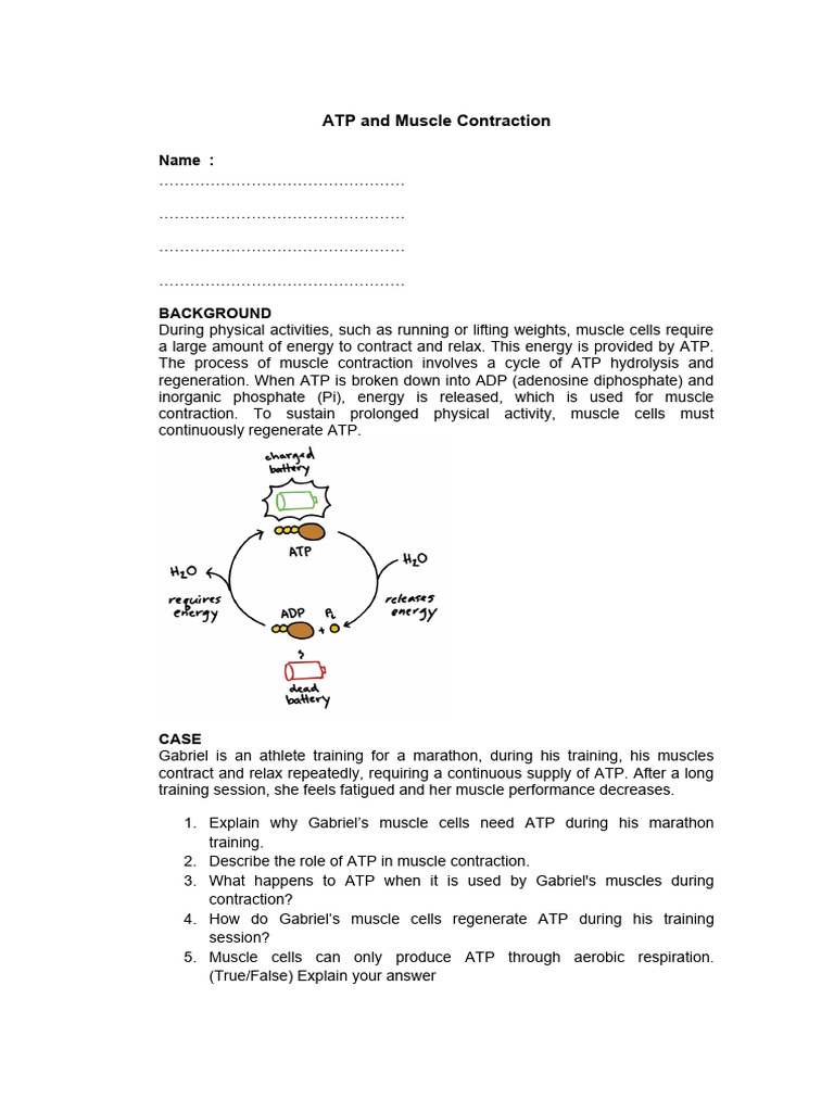 ATP's Role in Muscle Contraction Explained | PDF | Skeletal Muscle ...