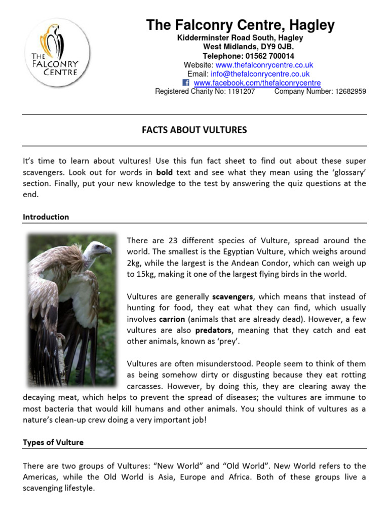 Fact Sheet Vultures | PDF | Birds Of Prey | Zoology