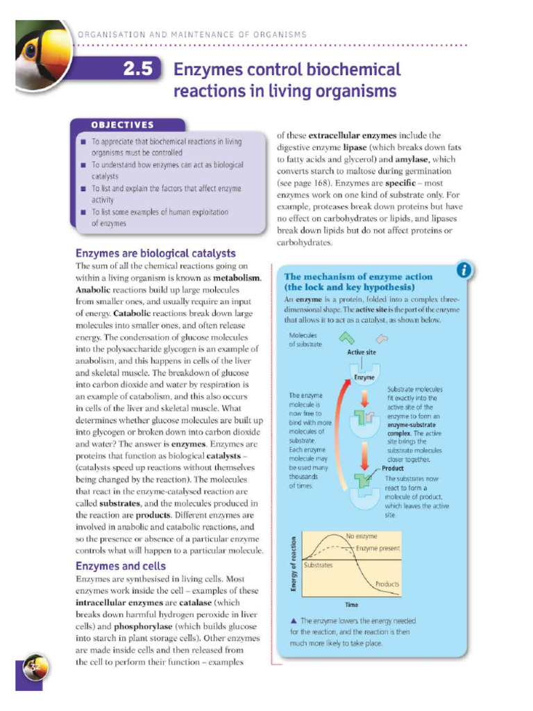 Enzymes - Oxford | PDF