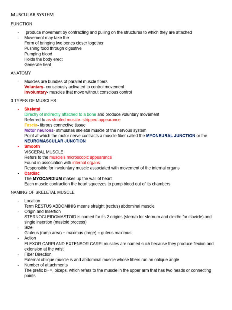 Muscular System | PDF | Anatomical Terms Of Motion | Muscle