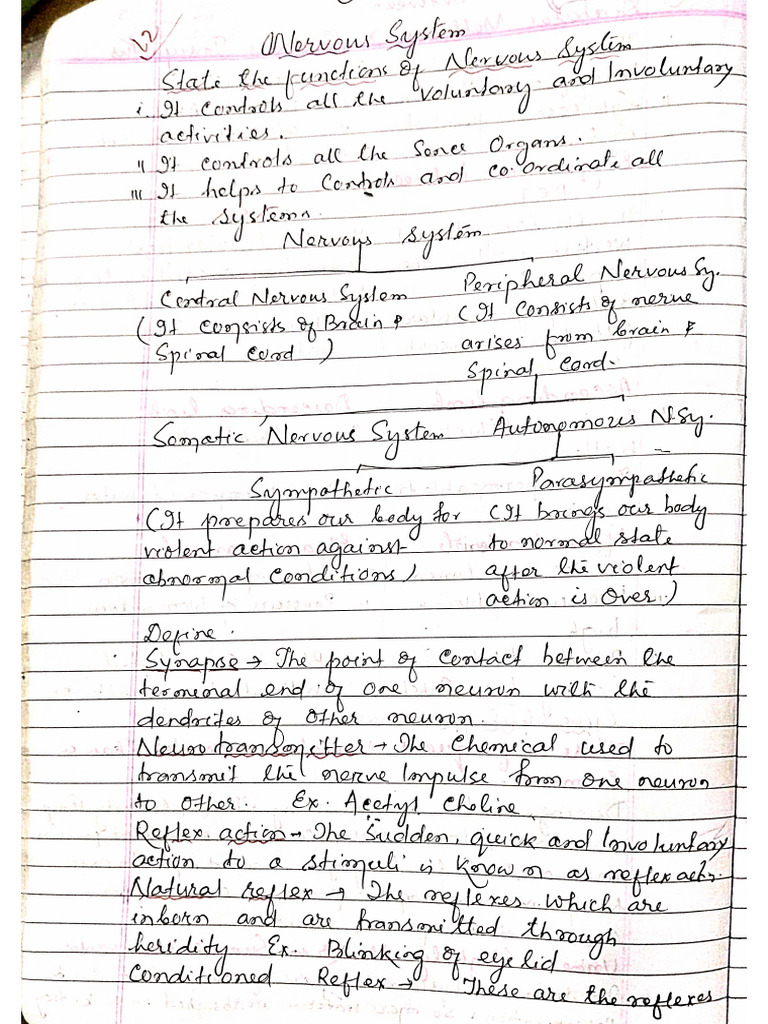 nervous system class 10 notes | PDF