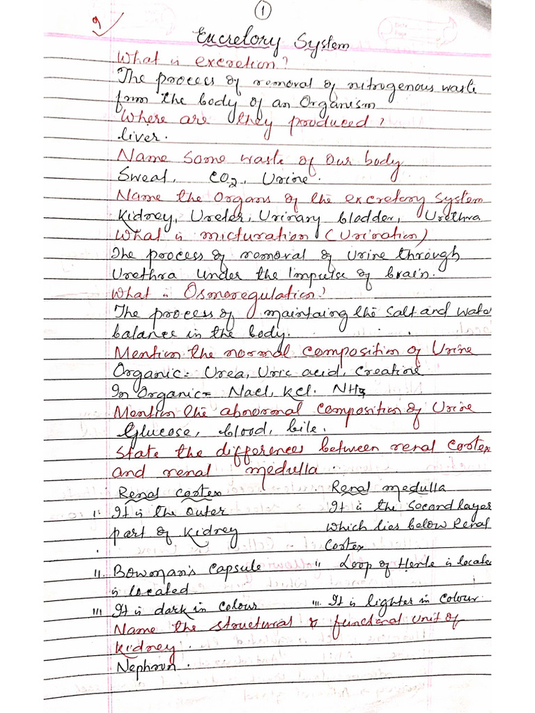 Excretory System Class 10 Notes | PDF