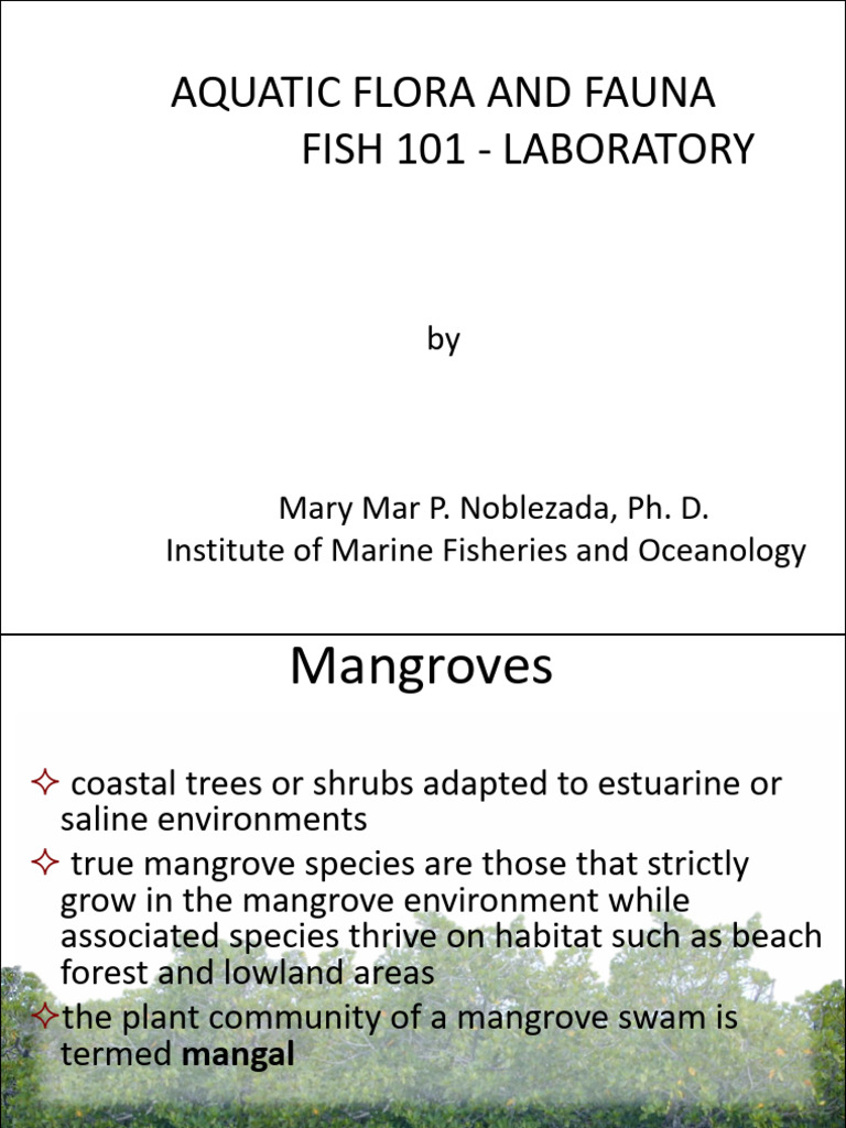 Understanding Mangroves and Their Ecosystem | PDF