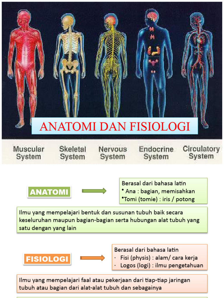 Struktur dan Regio Anatomi Manusia | PDF