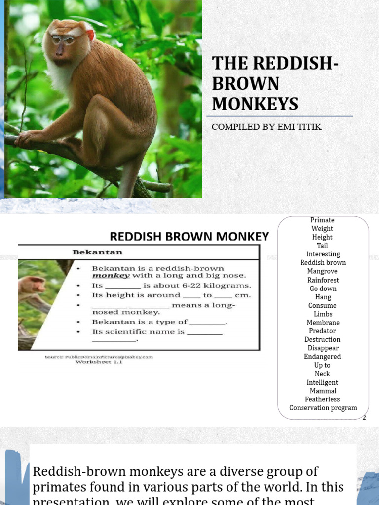 The Reddish-Brown Monkeys | PDF | Diet (Nutrition) | Diet & Nutrition