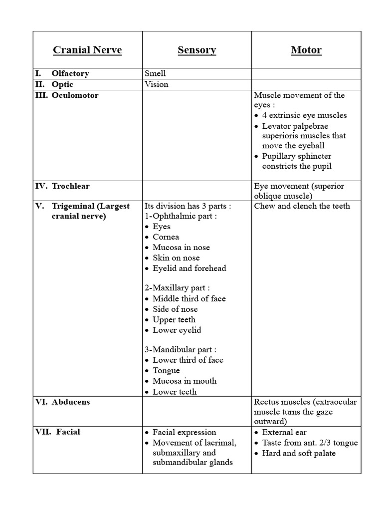 Cranial Nerves | PDF | Human Anatomy | Anatomy