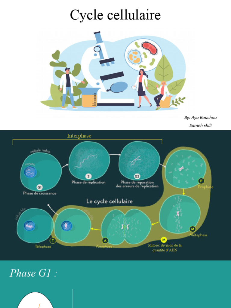 Cycle Cellulaire Mitose Animation Pdf Mitose Chromosome