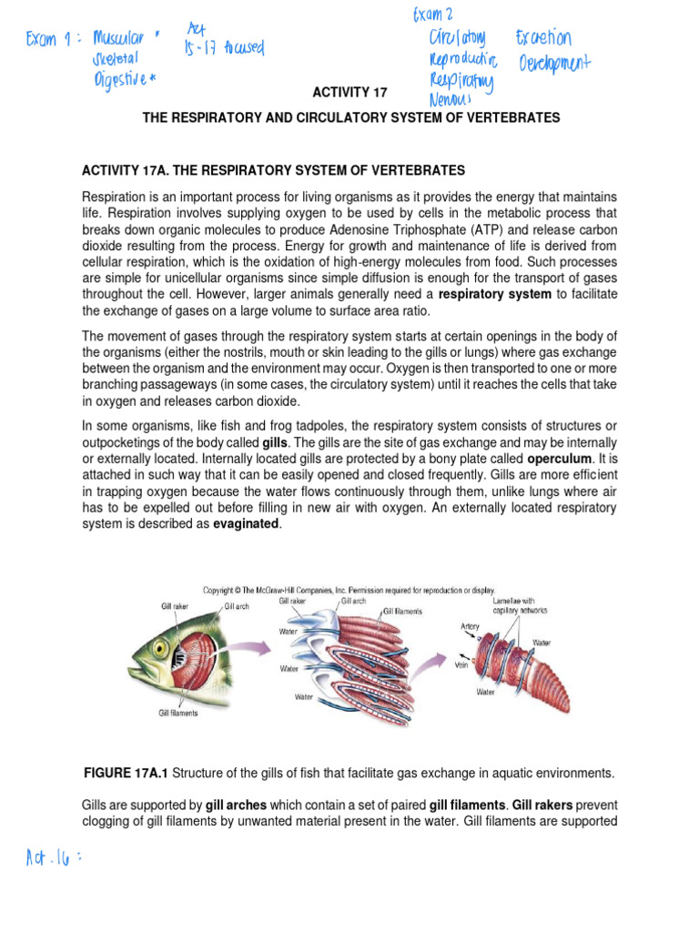 Act 17 The Respiratory and Circulatory System of Vertebrates | PDF ...