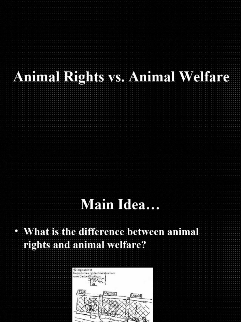Animal Rights vs Animal Welfare | PDF | Animal Rights | Animal Welfare