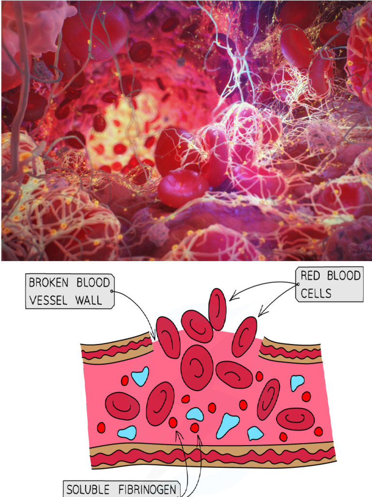 Blood Clotting | PDF