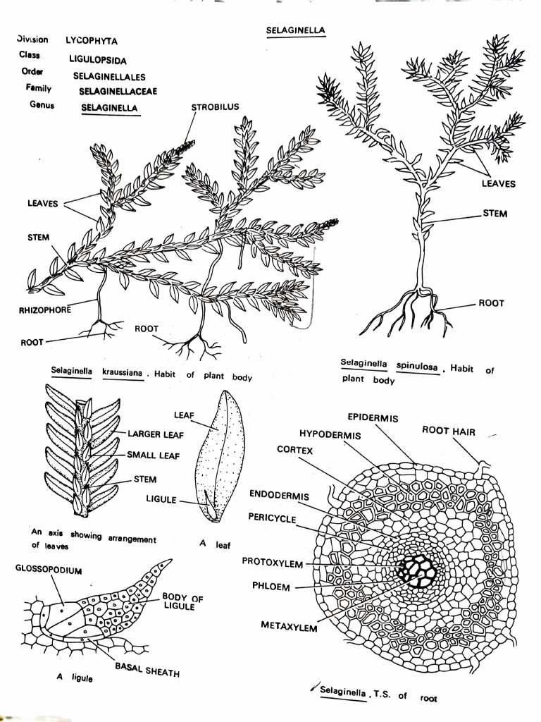 Selaginella | PDF | Plant Stem | Leaf