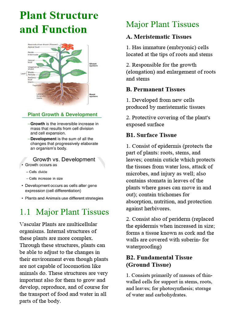 Plant Structure and Function | PDF | Leaf | Plant Stem