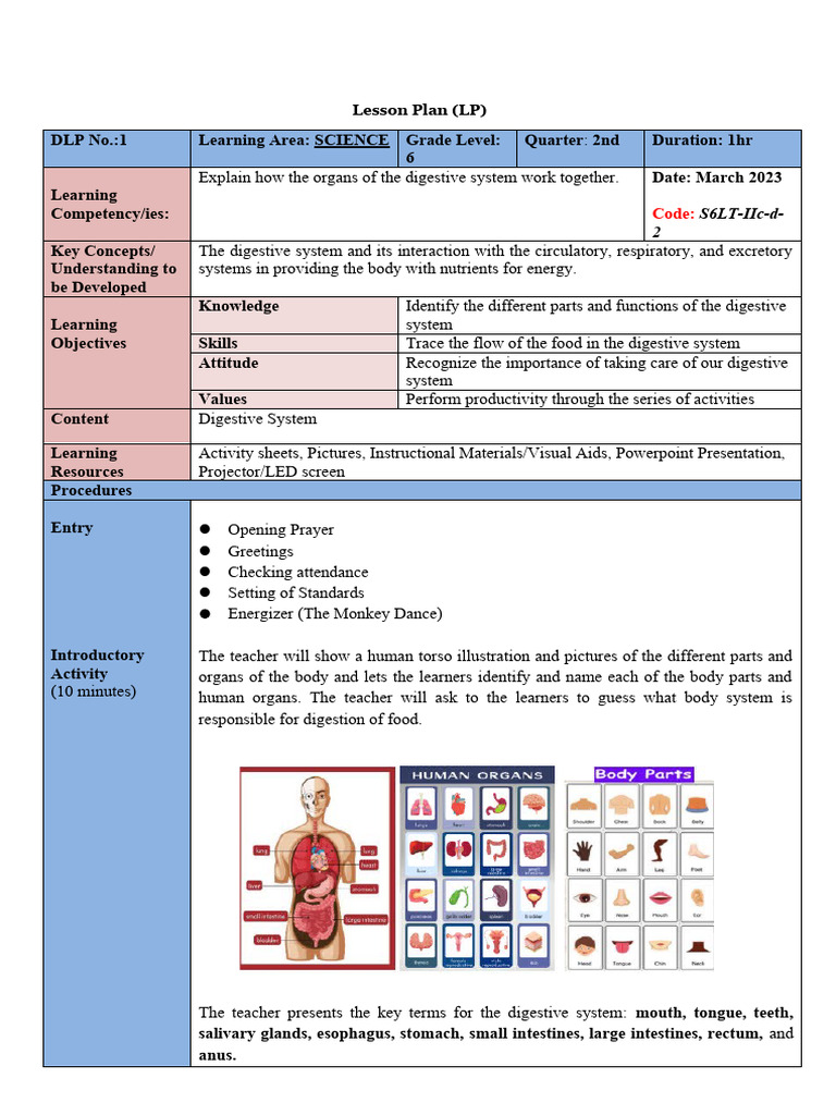 Digestive System Lesson Plan ELEM | PDF | Digestion | Human Digestive ...