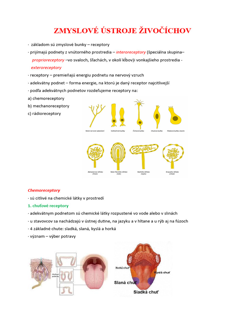 Zmyslové Ústroje | PDF