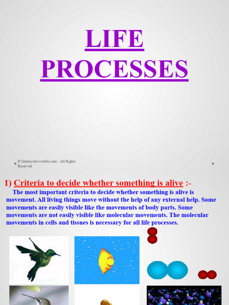 Life Processes, Class 10 | PDF | Cellular Respiration | Heart