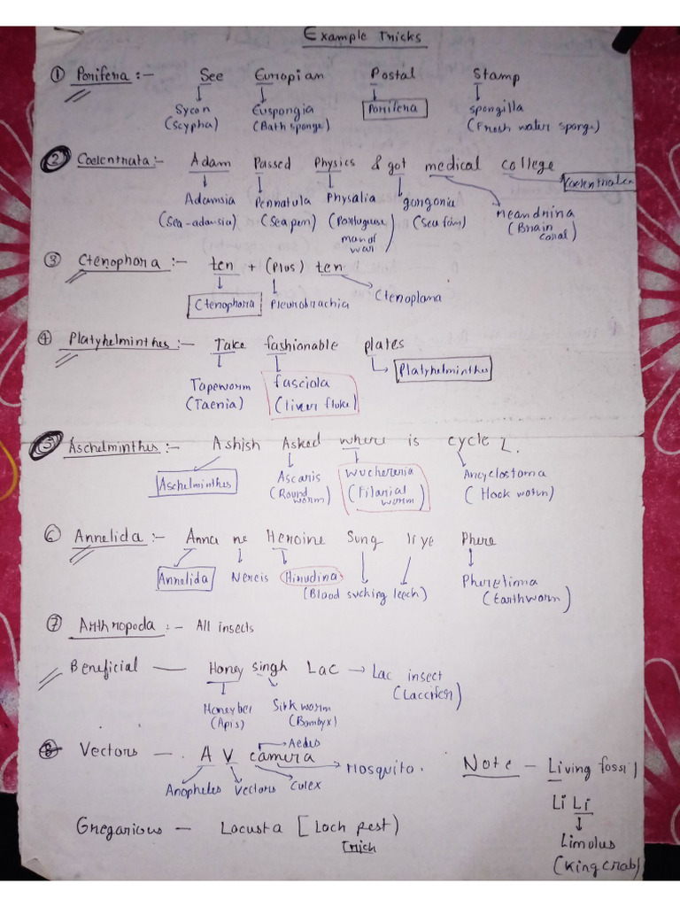Animal Kingdom (All Examples Chart) | PDF