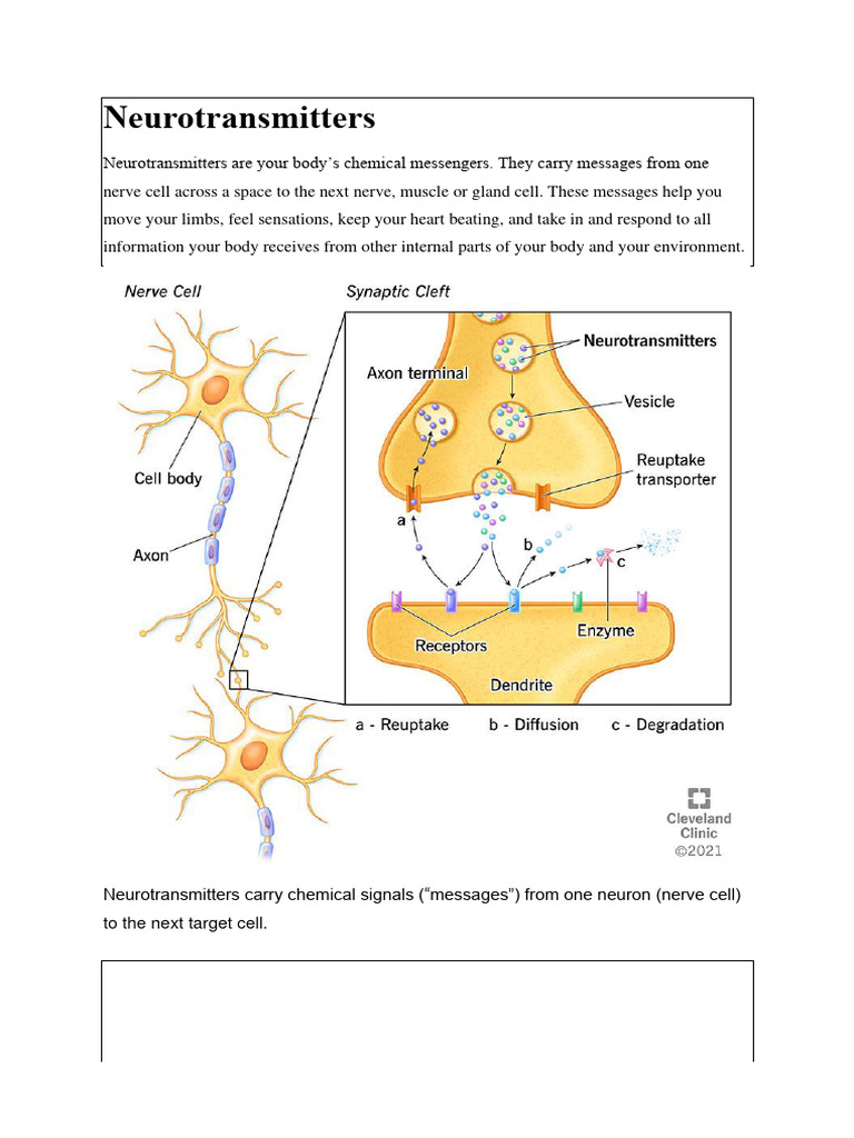 MODULE 3 Neurotransmitters | PDF | Neurotransmitter | Neuron