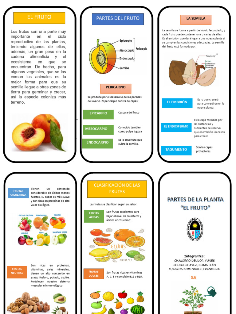 Triptico Partes de La Planta - Fruto | PDF | Semilla | Embrión