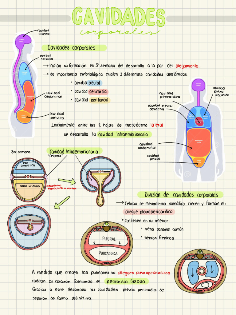 Embriología | PDF | Esófago | Tracto gastrointestinal
