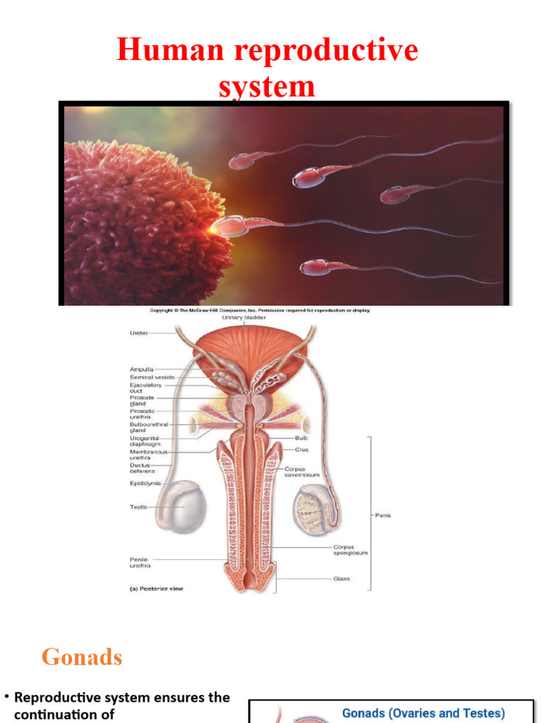 Human Reproduction Pdf Testicle Semen