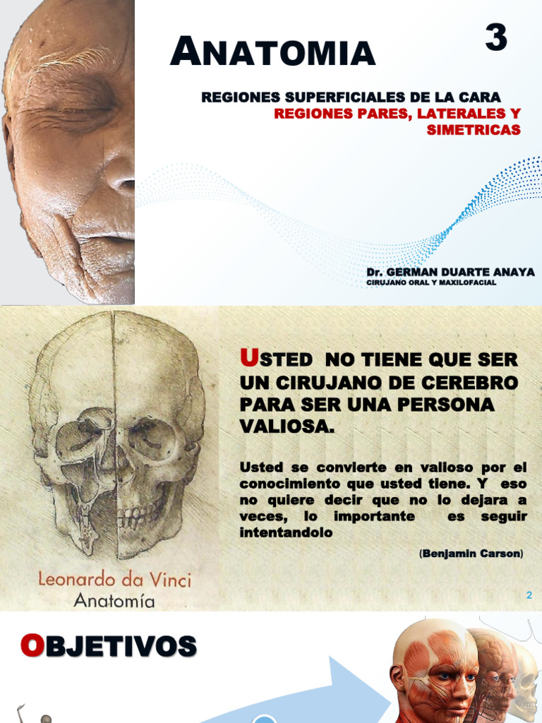 Anatomía de Regiones Superficiales Faciales | PDF | Oído | Anatomía