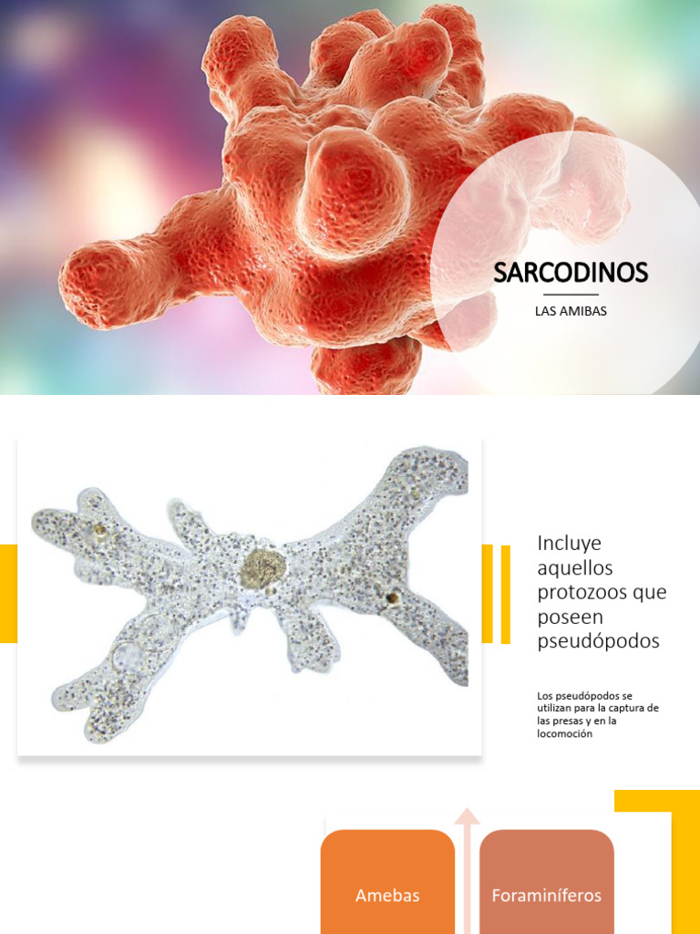 Sarcodinos | PDF | Biología | Biología Celular