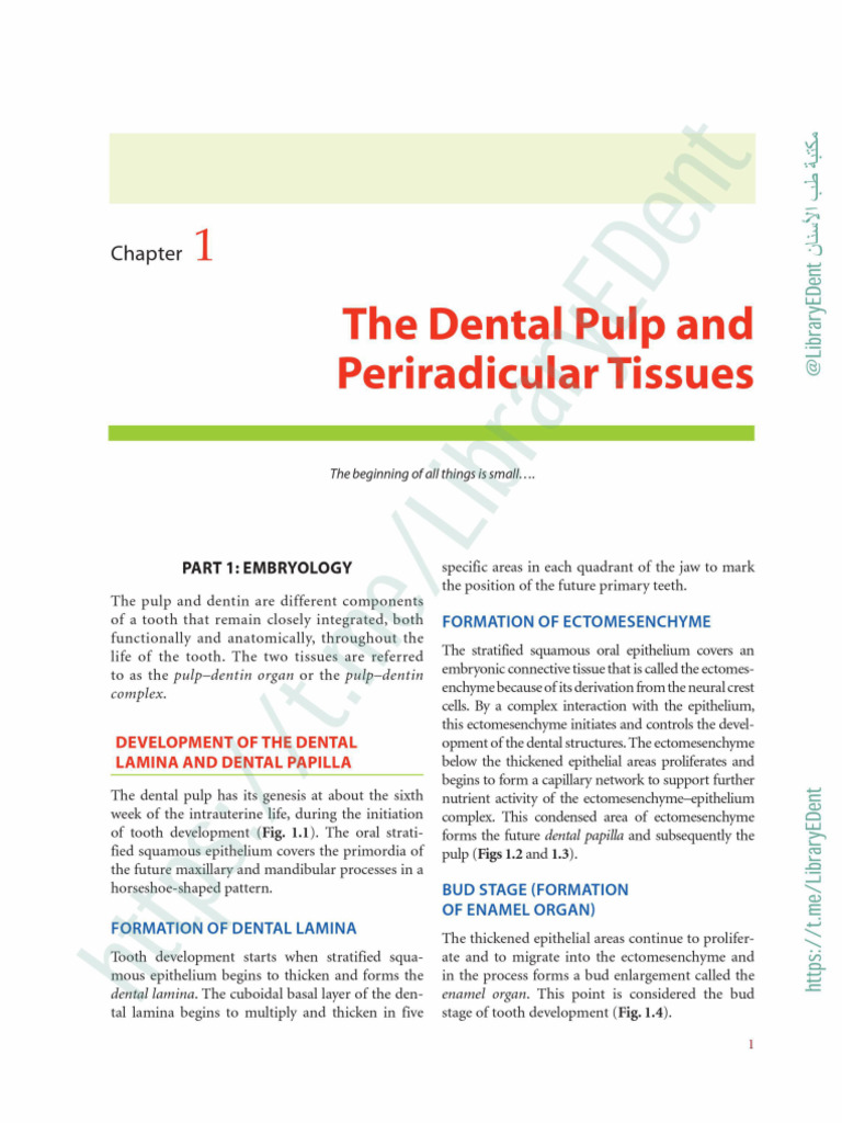 The Dental Pulp and Periradicular Tissues | PDF | Dentin | Human Tooth
