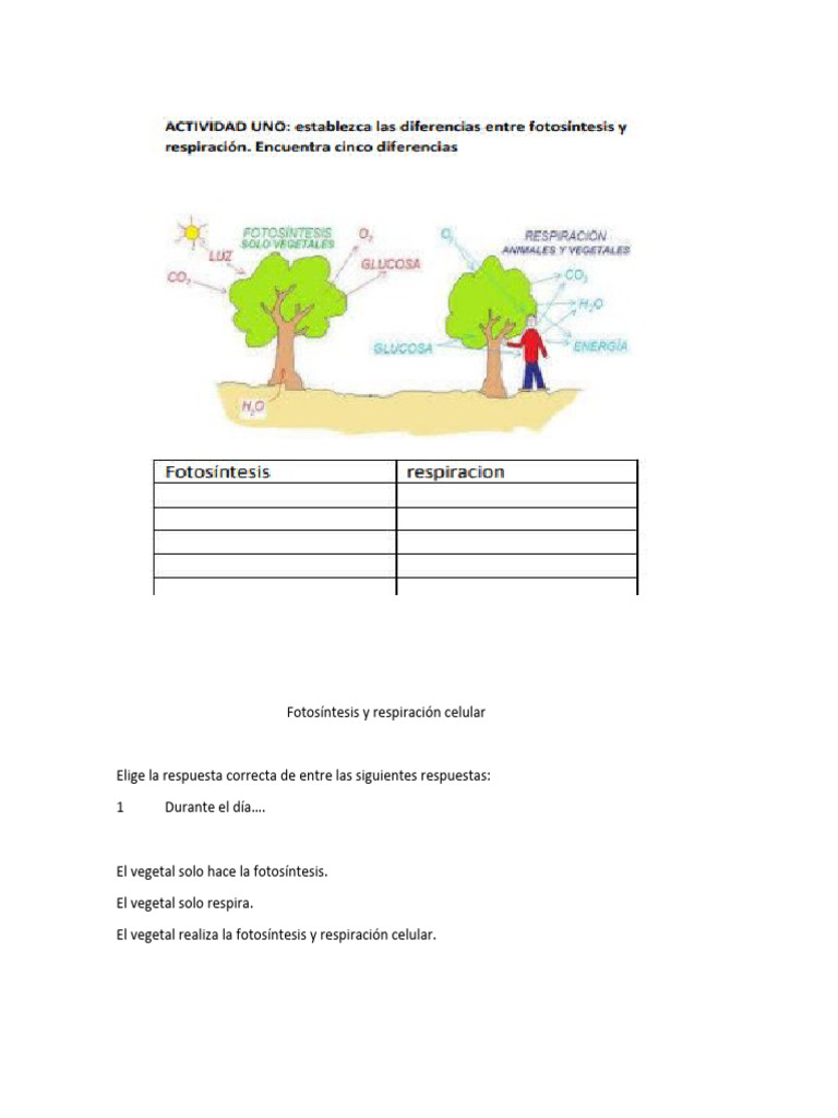 Fotosíntesis y Respiración Celular | PDF | Plantas | Respiración