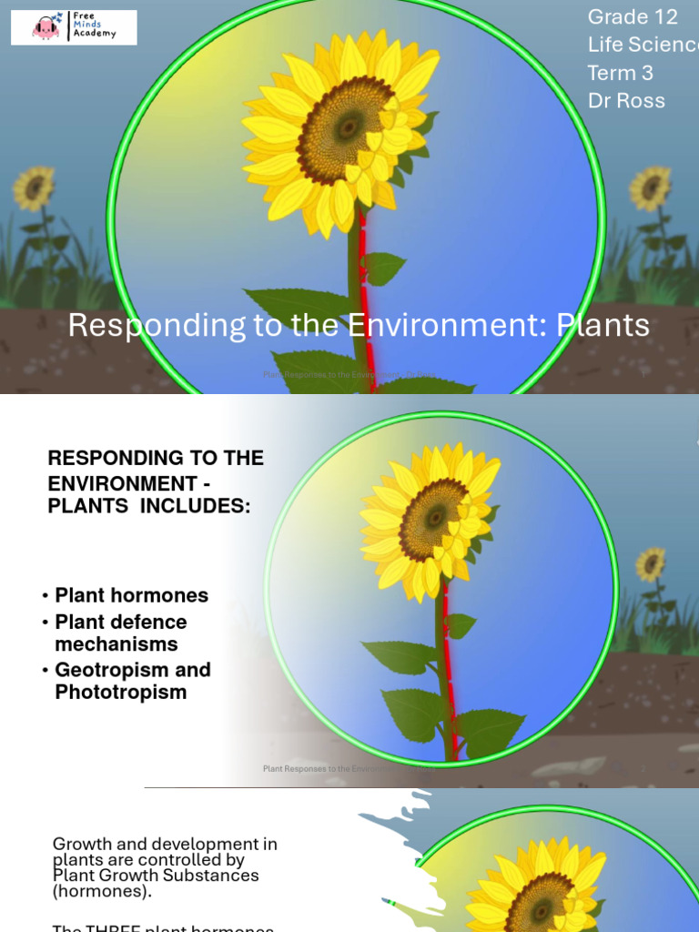Responding To The Environment - Plants - G 12 - Term 3 | PDF | Auxin | Root
