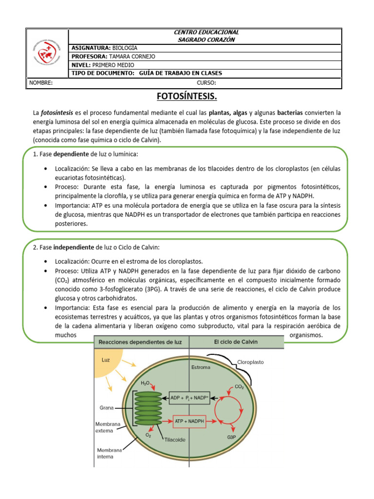 Proceso y Fases de la Fotosíntesis | PDF | Fotosíntesis | Respiración ...