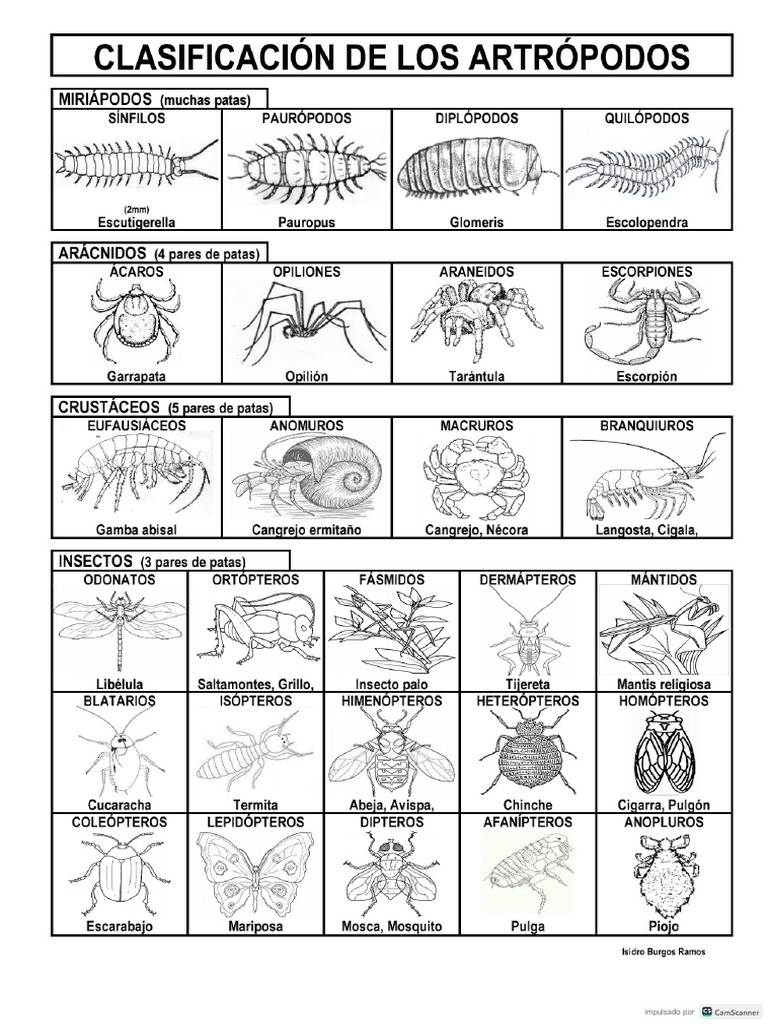 Clasi Artropodos | PDF