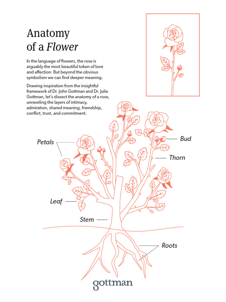Anatomy of A Flower | PDF | Intimate Relationships | Love