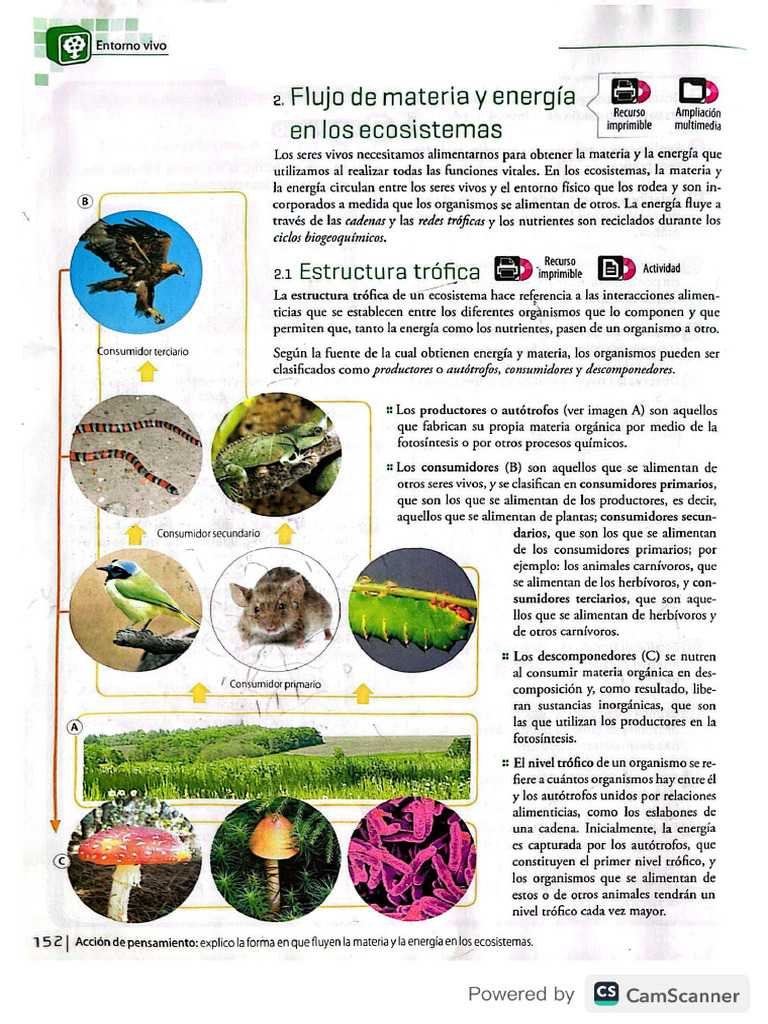 Guia 1_3P Cadenas, redes y piramides tróficas | PDF