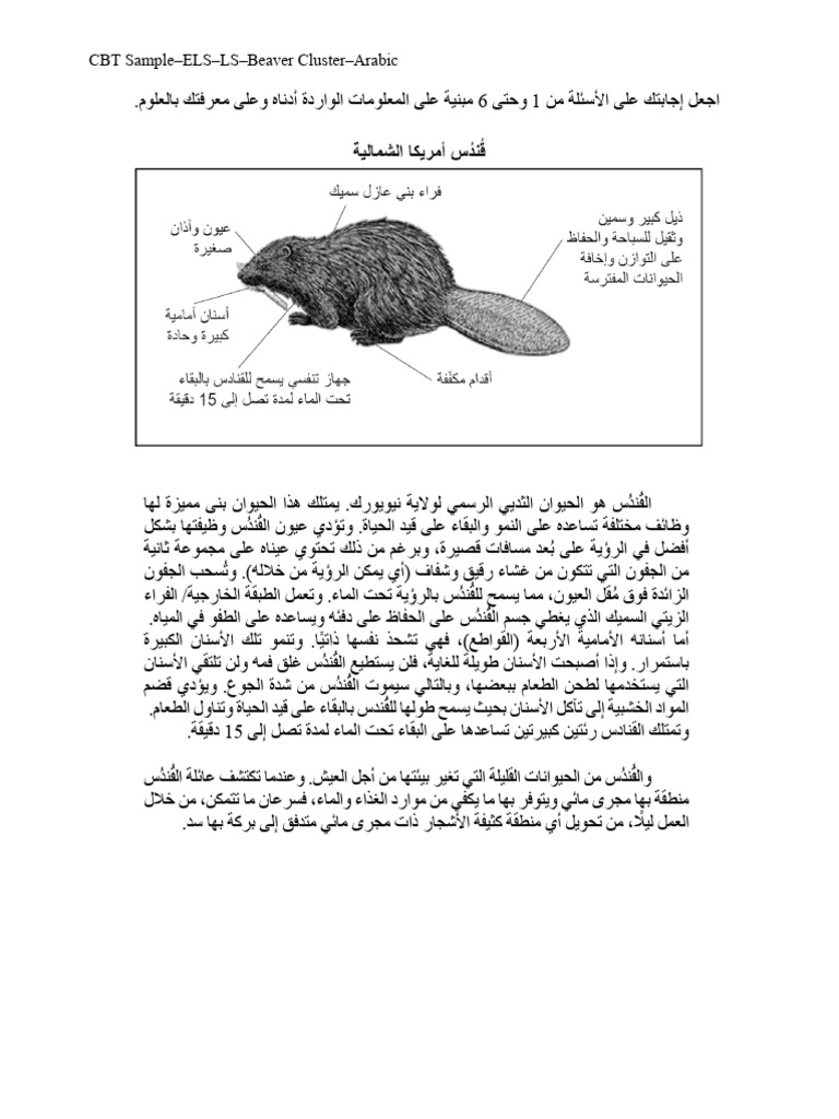 Sample Els Test Items Arabic | PDF