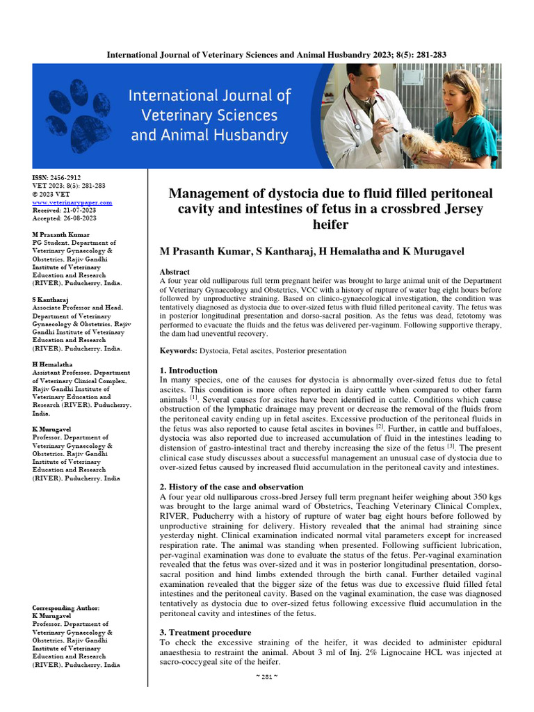 Distokia Pada Sapi | PDF | Liver | Peritoneum