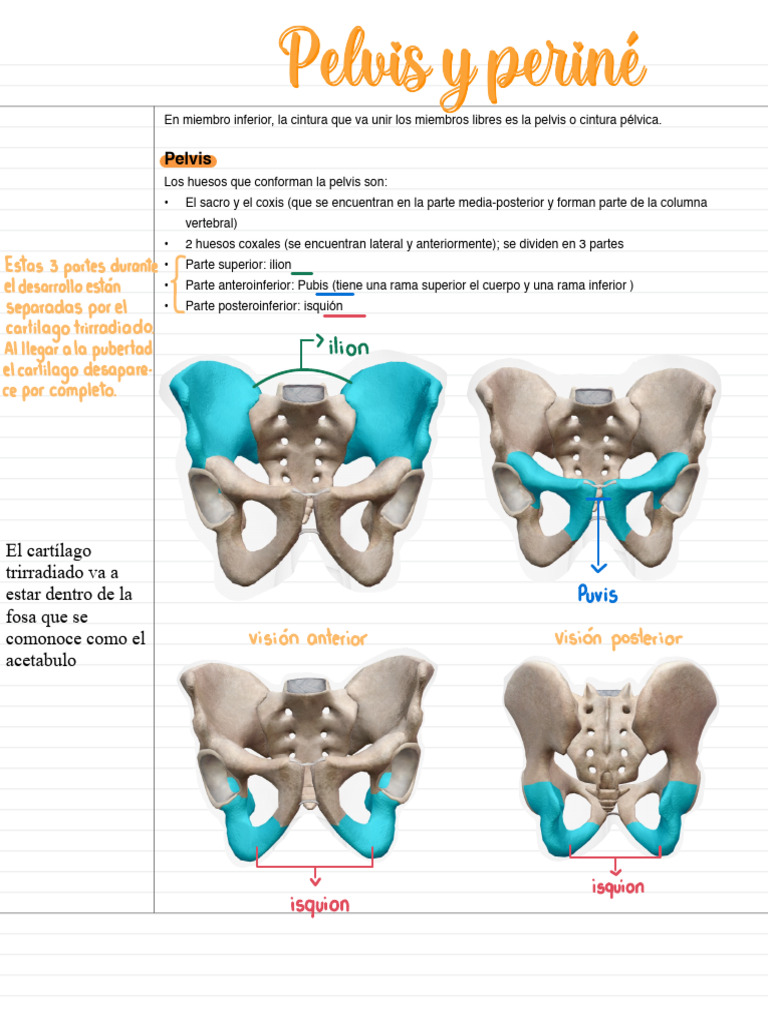 Pelvis | PDF | Pelvis | Anatomía del miembro inferior
