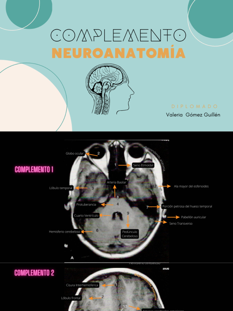 Complemento Neuroanatomía | PDF
