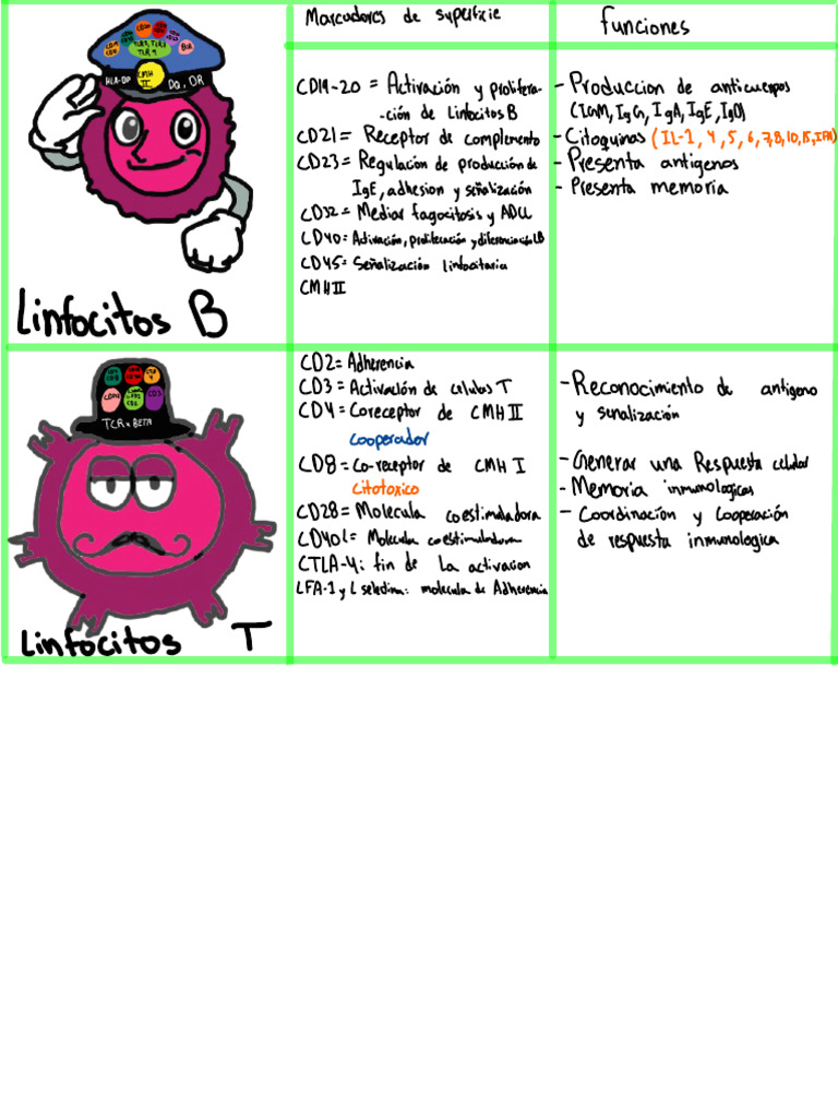 Inmuno Linfocitos | PDF