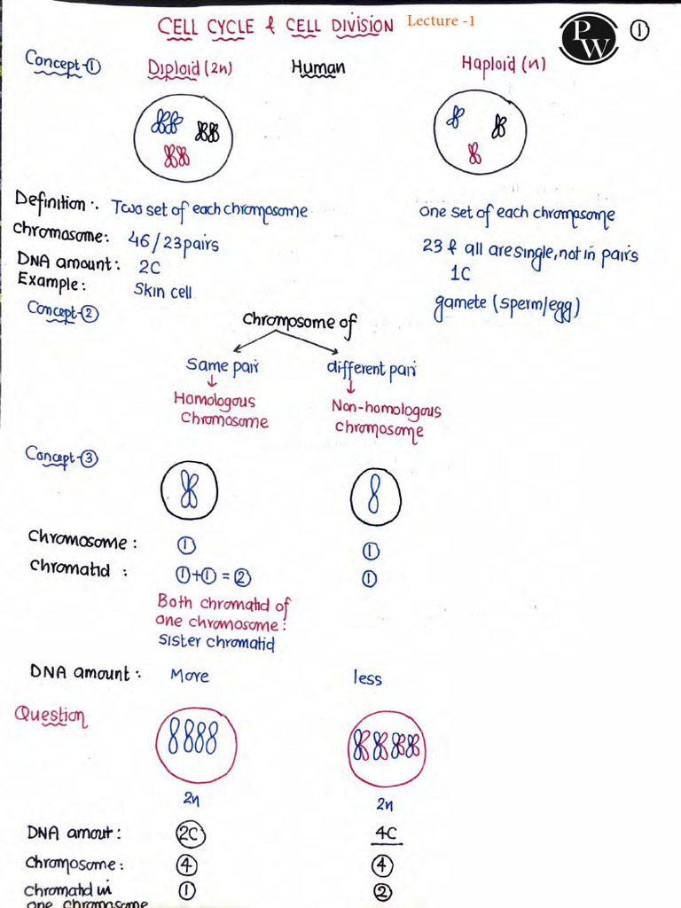 Cell Cycle and Cell Division by Rupesh Sir | PDF | Senescence | Anatomy