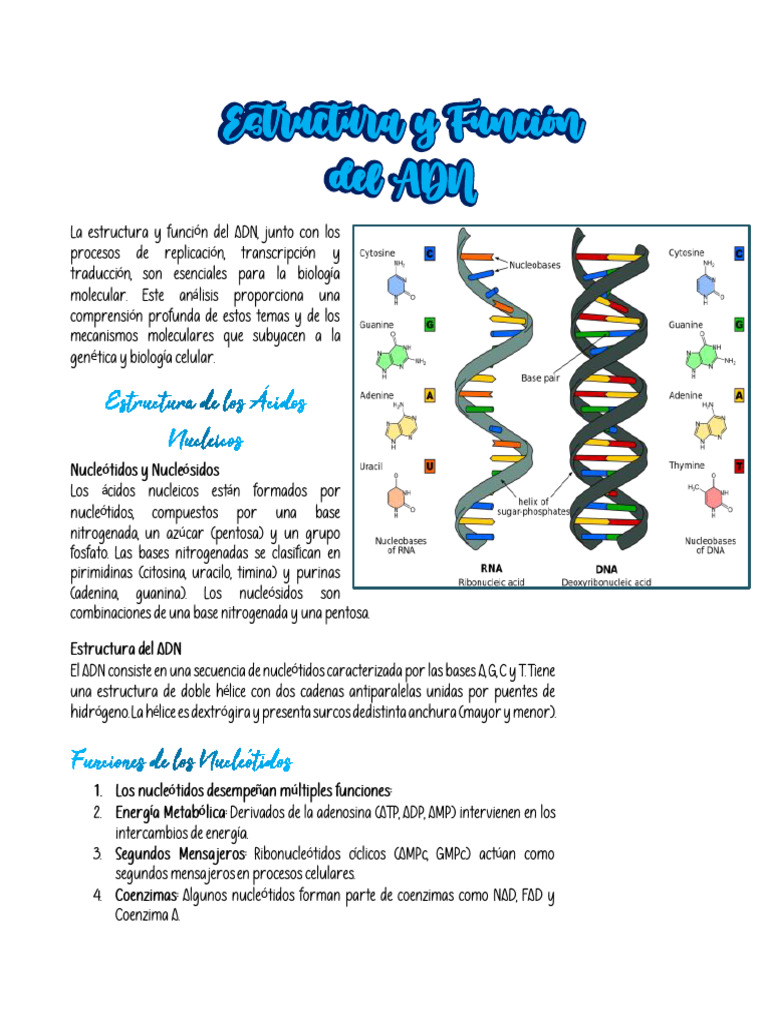 Estructura y Función Del ADN | PDF