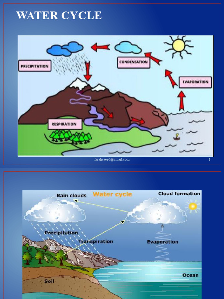 Homeostasis by Farah Saeed | PDF | Homeostasis | Kidney
