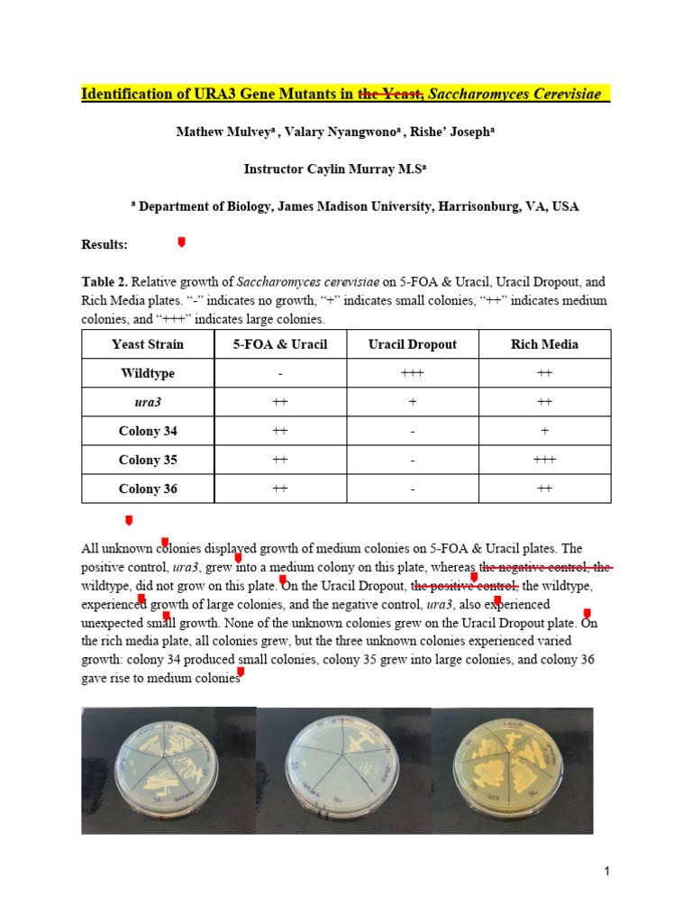 Annotated Yeast Project | PDF | Saccharomyces Cerevisiae | Biochemistry