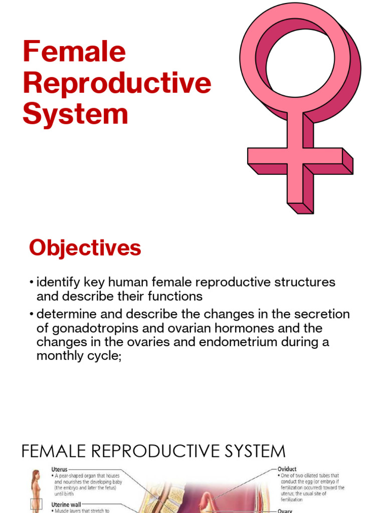 5 Female Reproductive System | PDF | Menstrual Cycle | Ovary